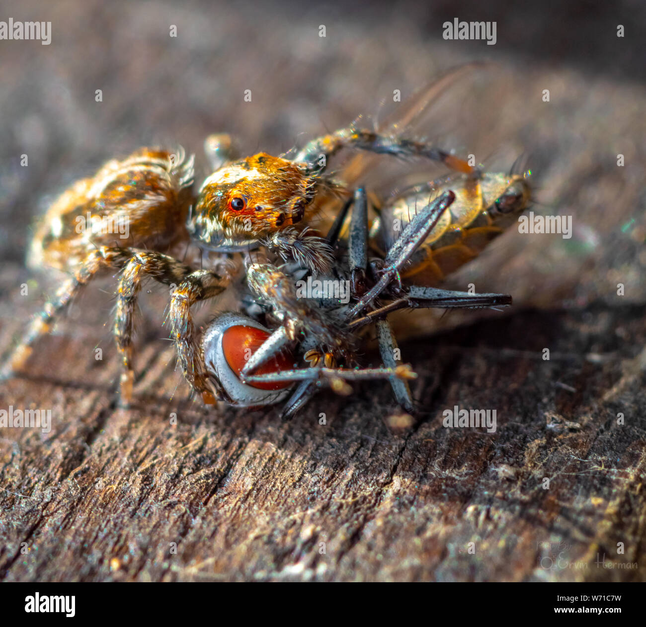 macro-photo of a jumping spider (photo taken in a nature reserve in ...