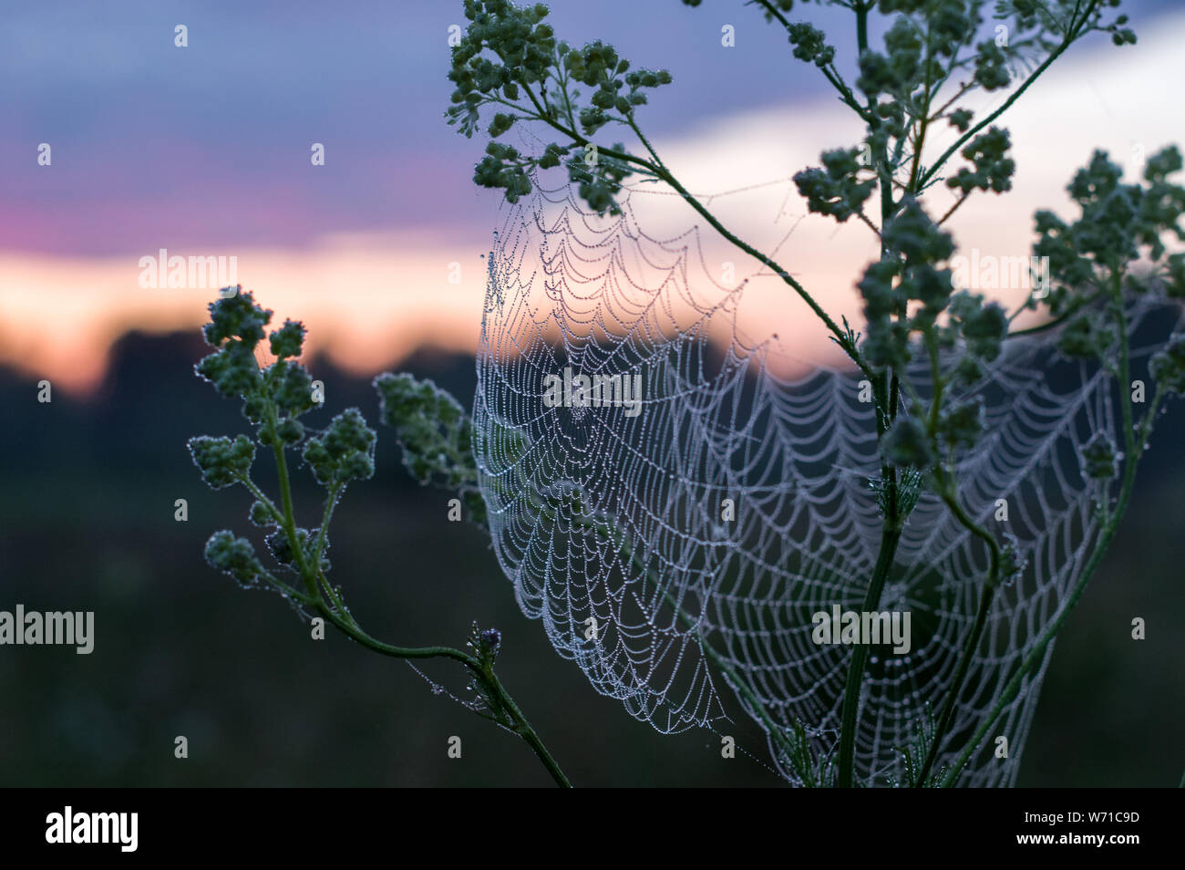 Beautiful photo of a spider web. Macro photo of a web. Detailed spider ...