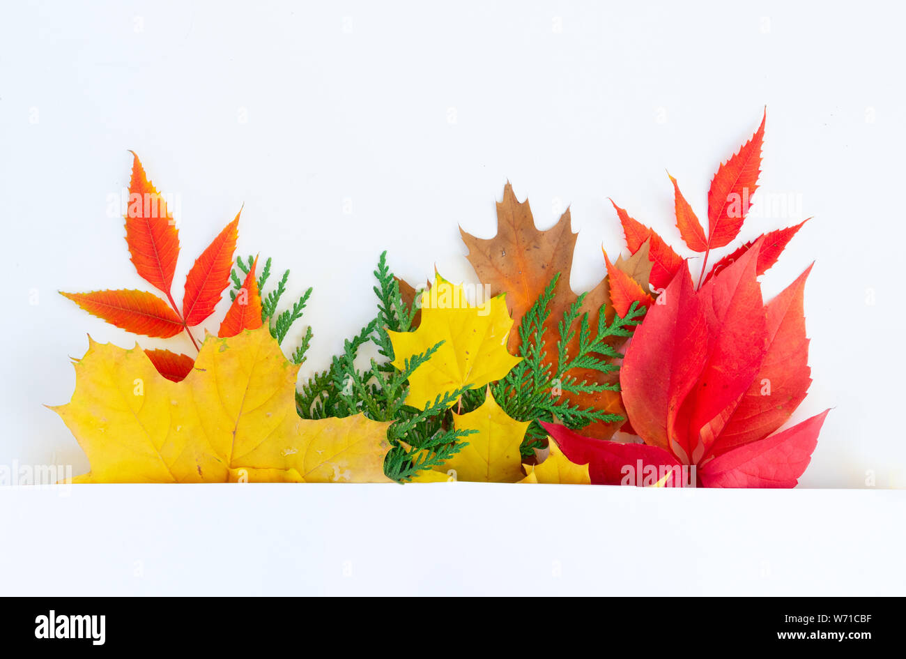 Natural fall leaves background Stock Photo - Alamy