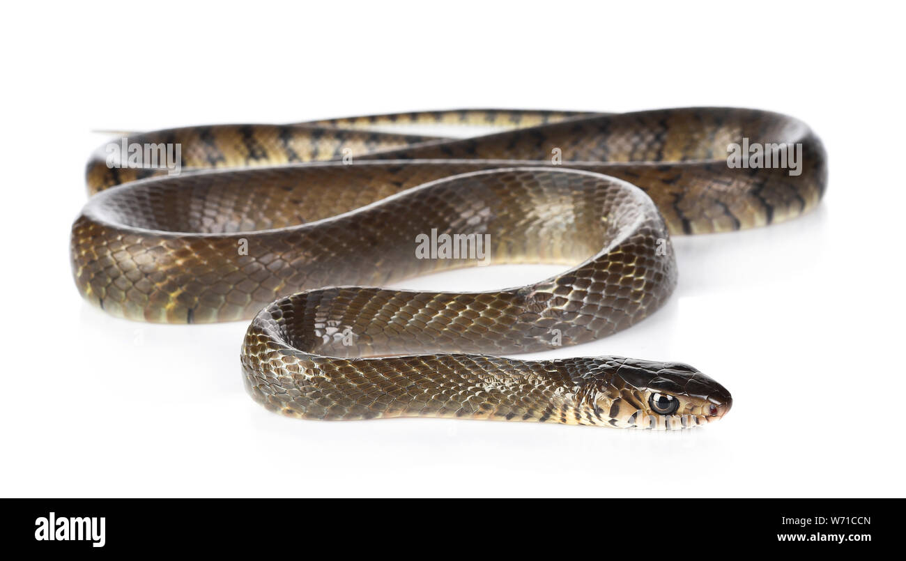 Baby adder hi-res stock photography and images - Alamy