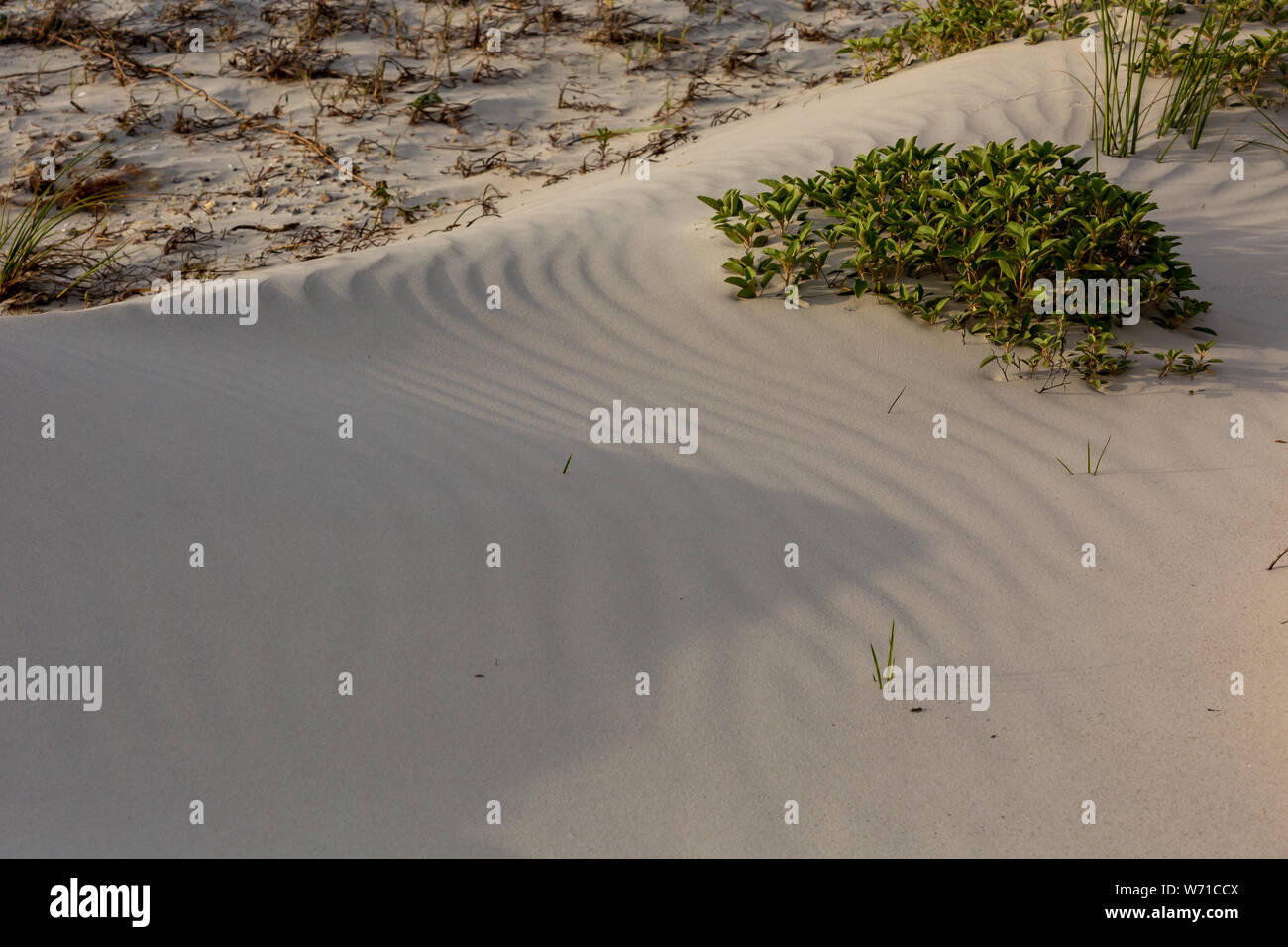 Natural beach sand and dunes on the Georgia coast Golden Isles Stock ...