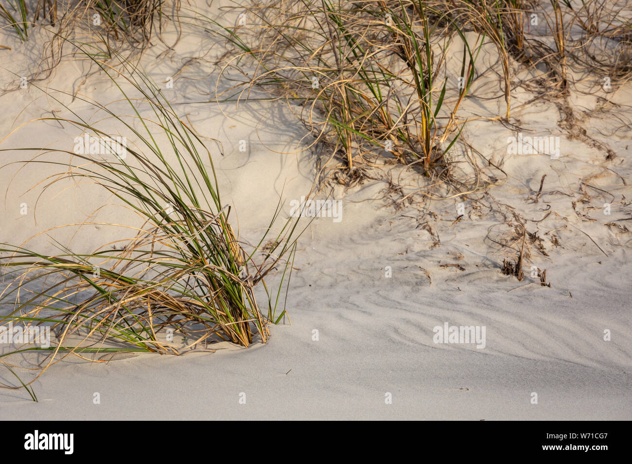 Natural beach sand and dunes on the Georgia coast Golden Isles Stock ...