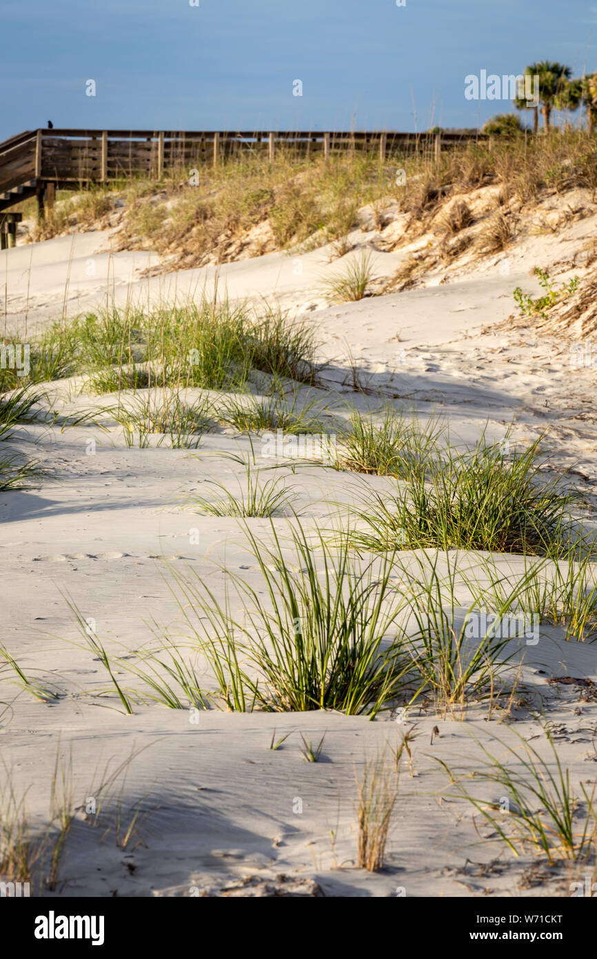 Natural beach sand and dunes on the Georgia coast Golden Isles Stock ...