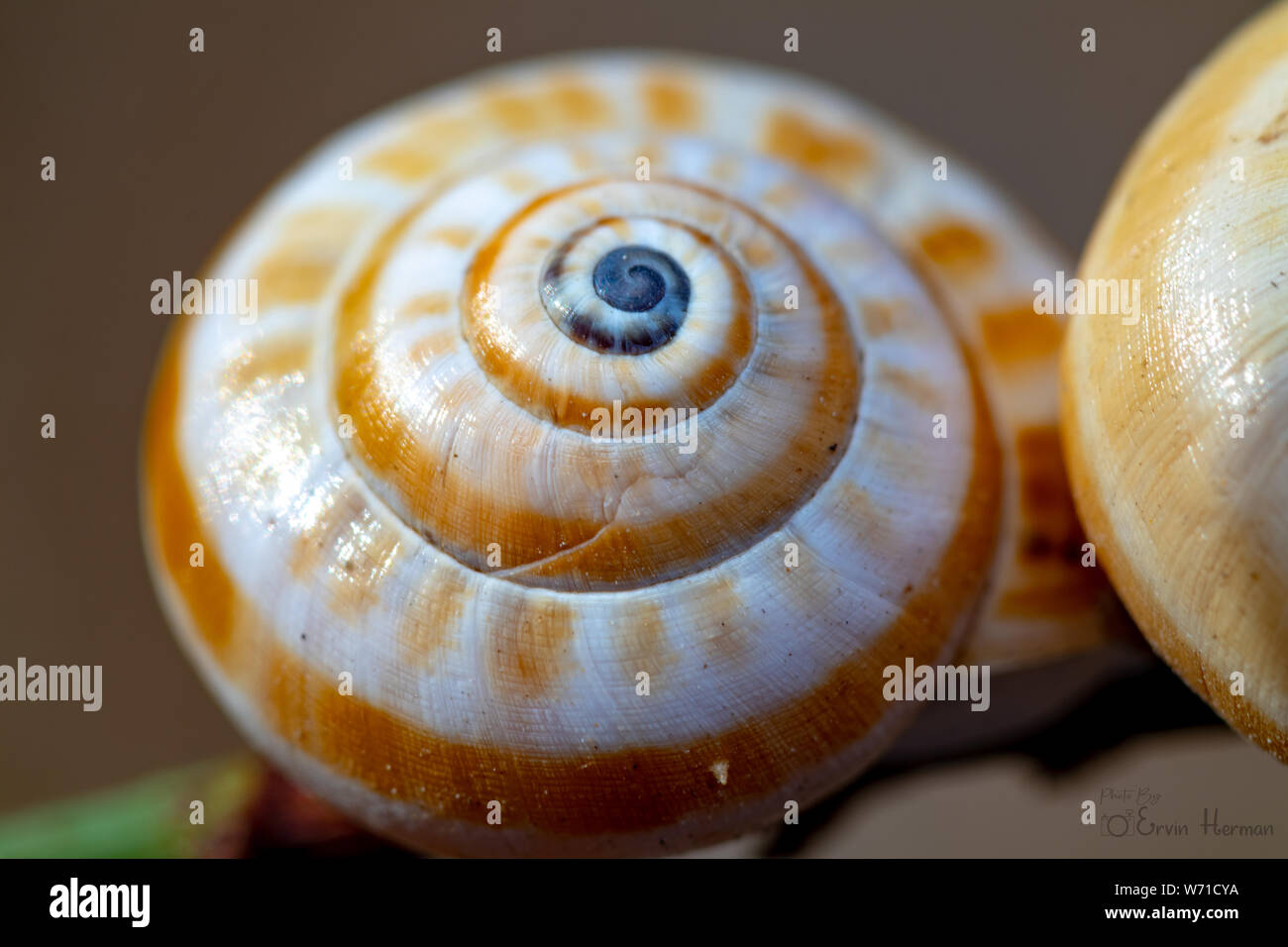tiny snail shell in northern Israel in a nature reserve Stock Photo - Alamy