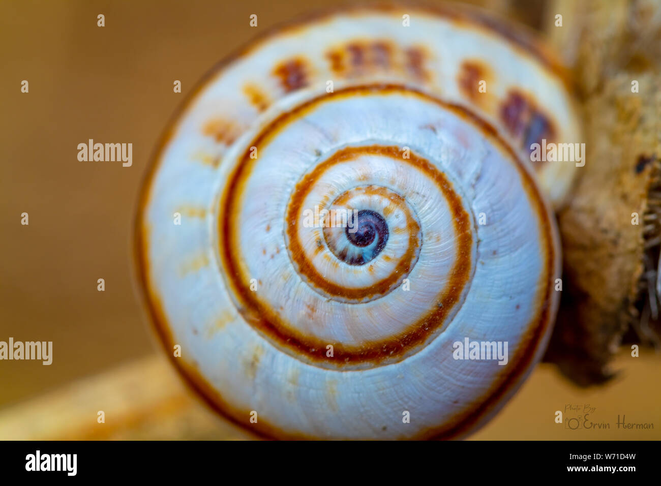 tiny snail shell in northern Israel in a nature reserve Stock Photo - Alamy