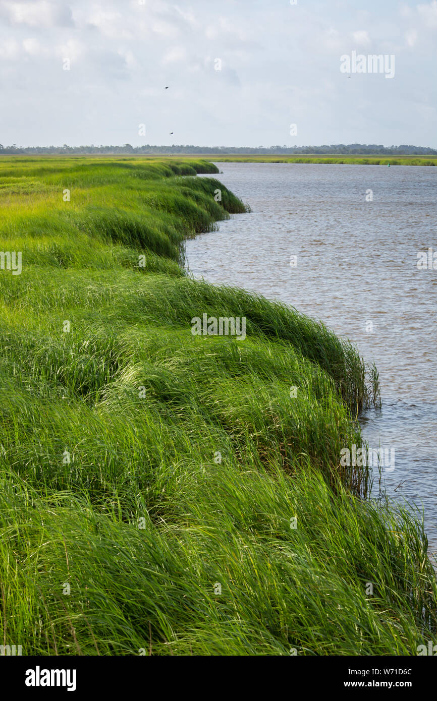 Coastal Georgia Marsh Plants