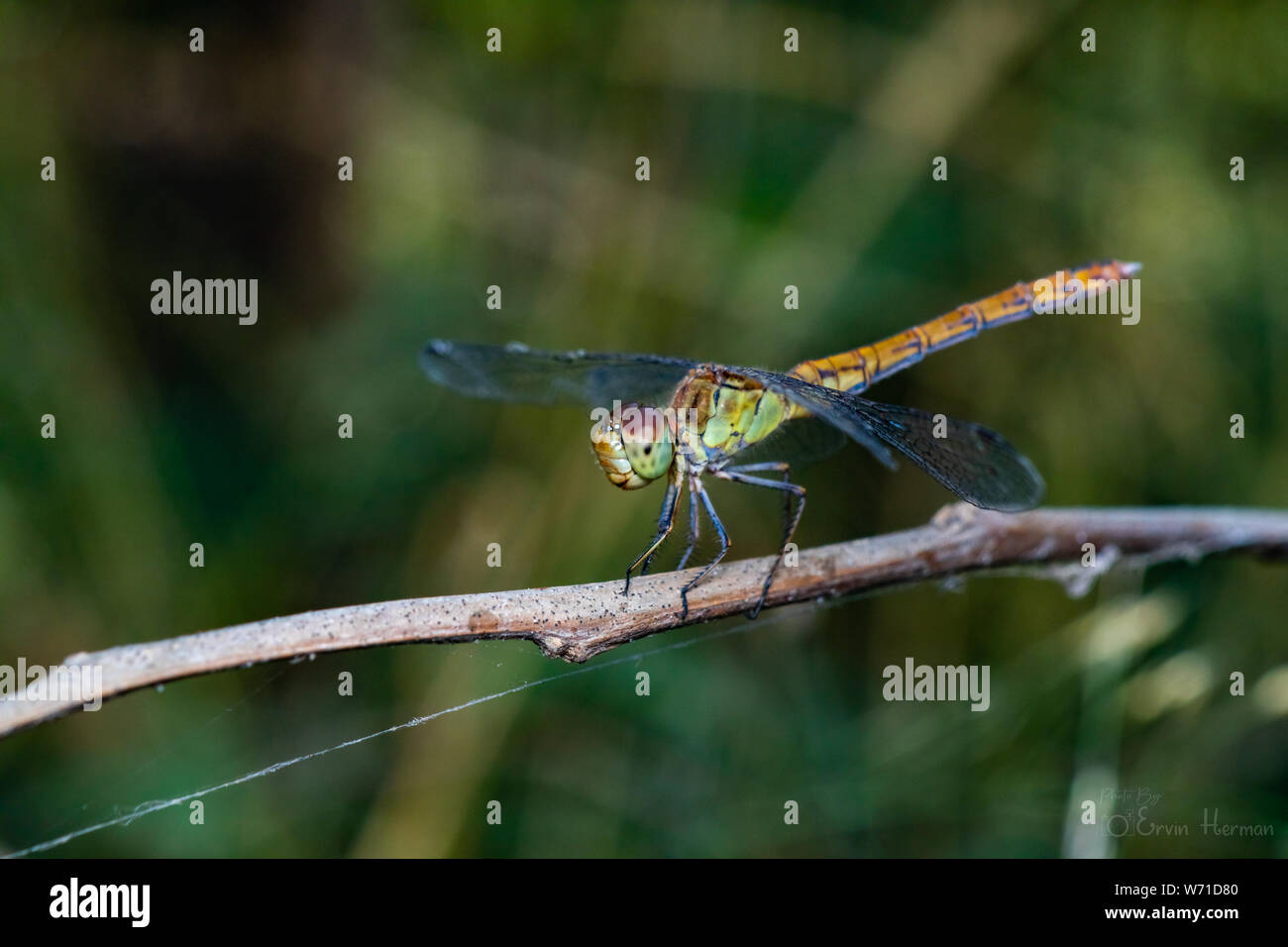 beautiful macro photo of a colorful dragonfly photo was taken in a ...
