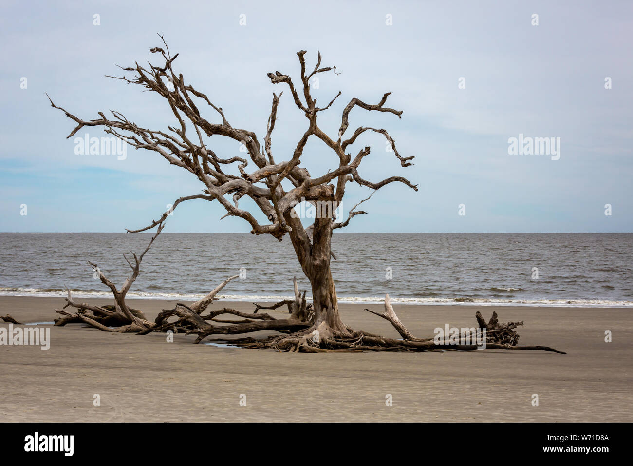 Weathered trees hi-res stock photography and images - Alamy