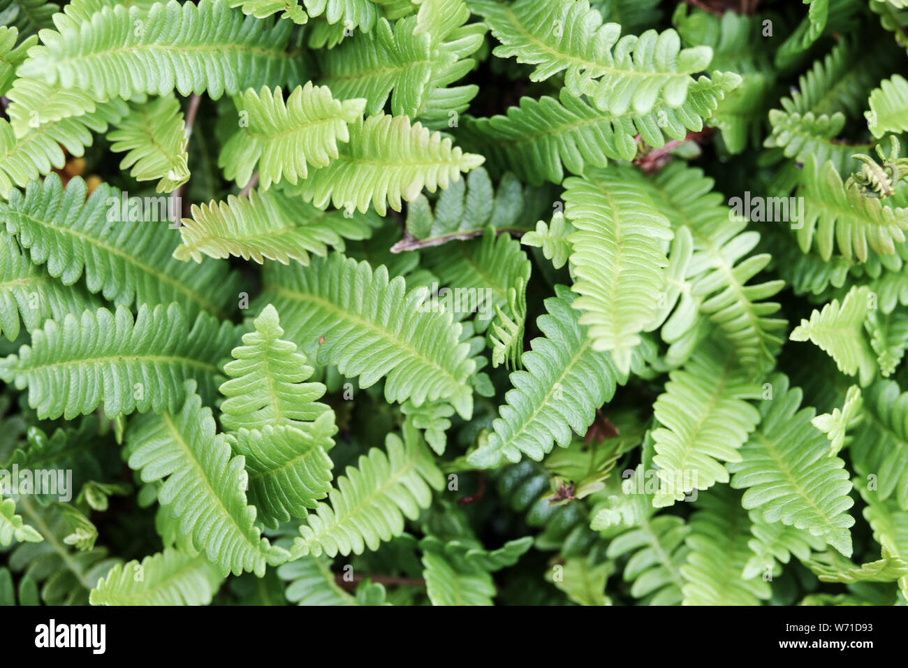 Alpine Water-Fern, Austroblechnum penna-marina, fern leaves of plant in ...
