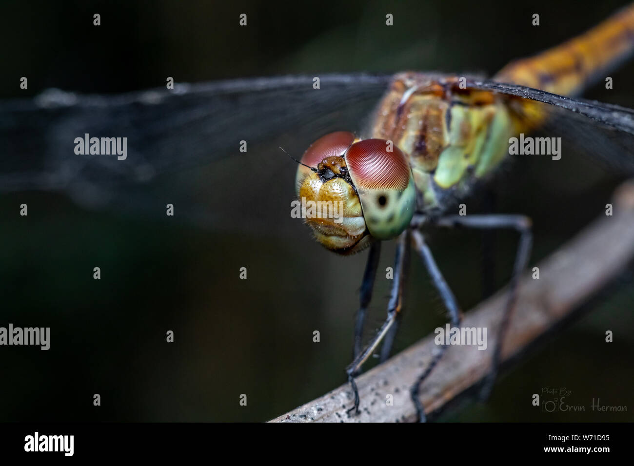 beautiful macro photo of a colorful dragonfly photo was taken in a ...