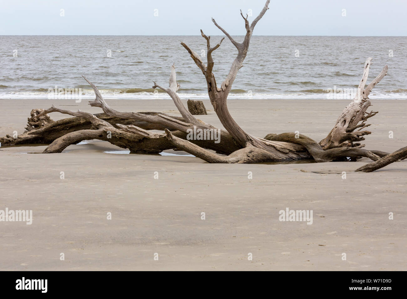 Weathered trees hi-res stock photography and images - Alamy