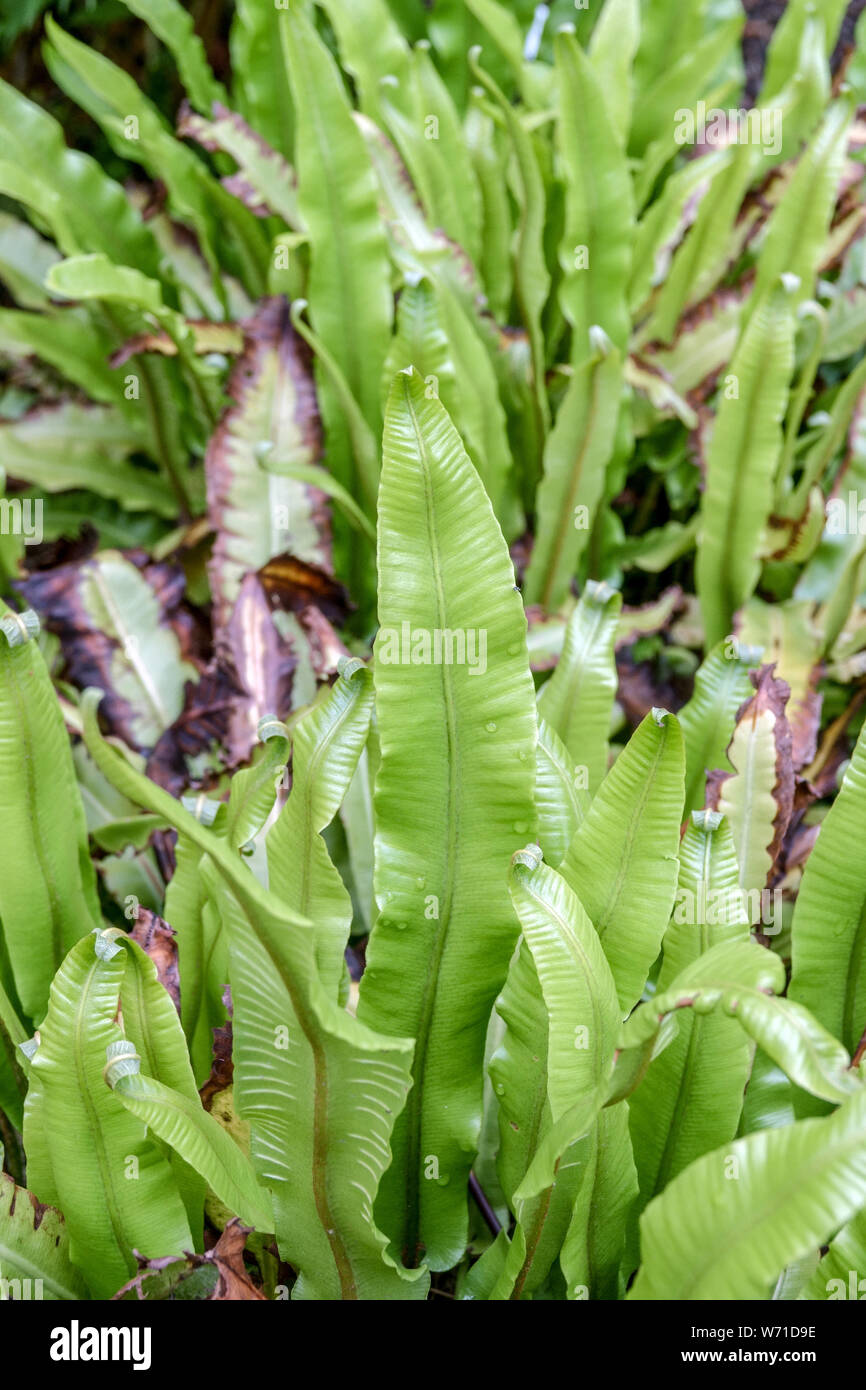 Hart's Tongue Fern, Asplenium scolopendrium, fern leaves of plant in ...