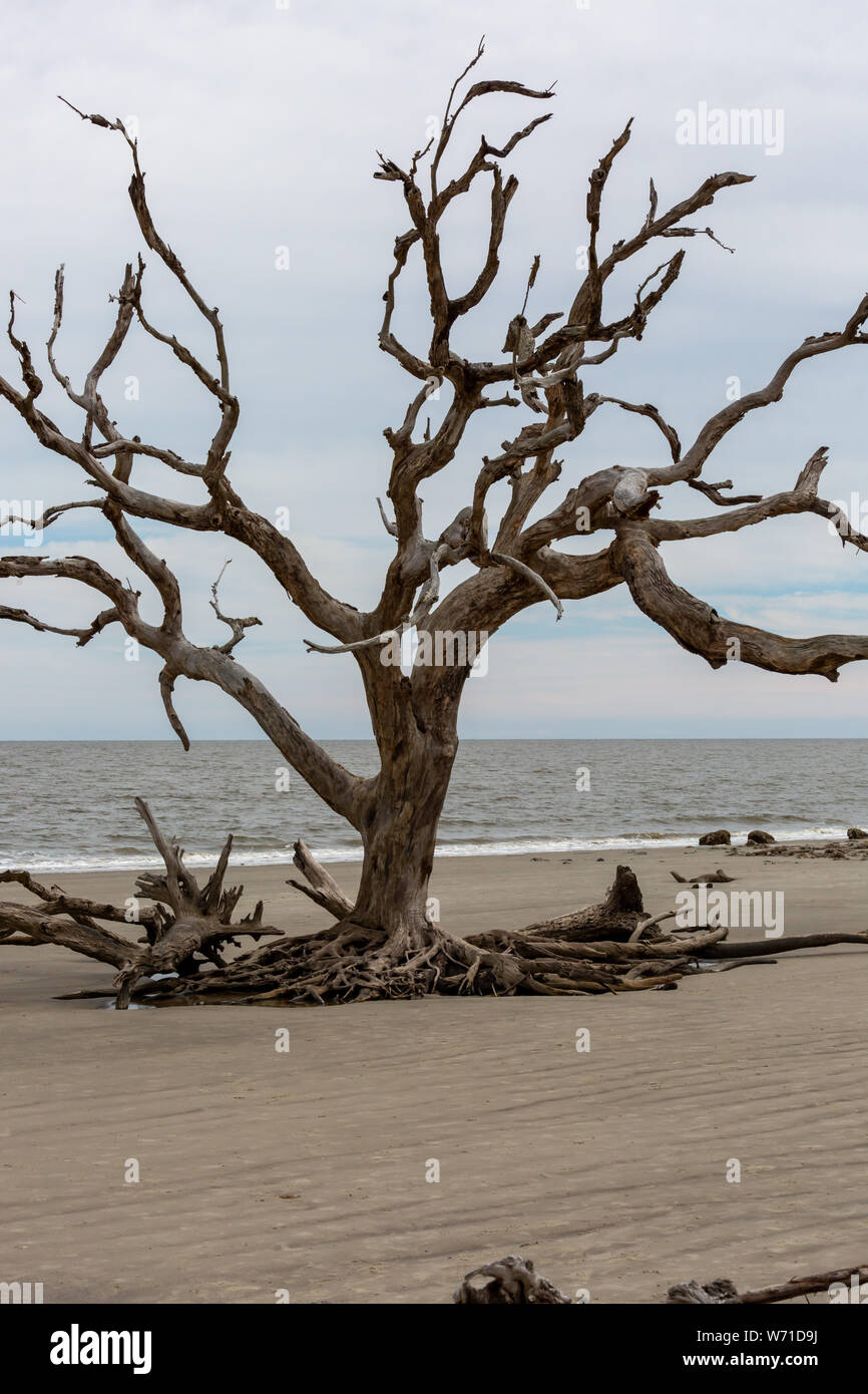 Weathered trees hi-res stock photography and images - Alamy