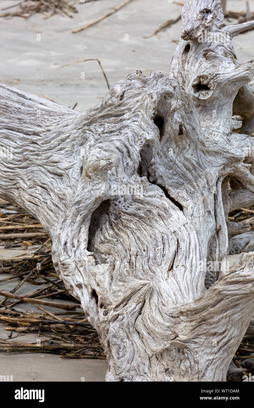 Driftwood and weathered trees on Jekyll Island Georgia coast Stock Photo - Alamy