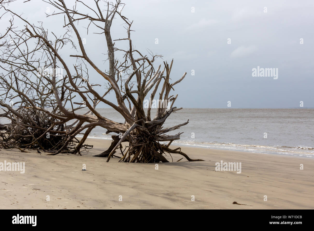 Driftwood and weathered trees on Jekyll Island Georgia coast Stock ...