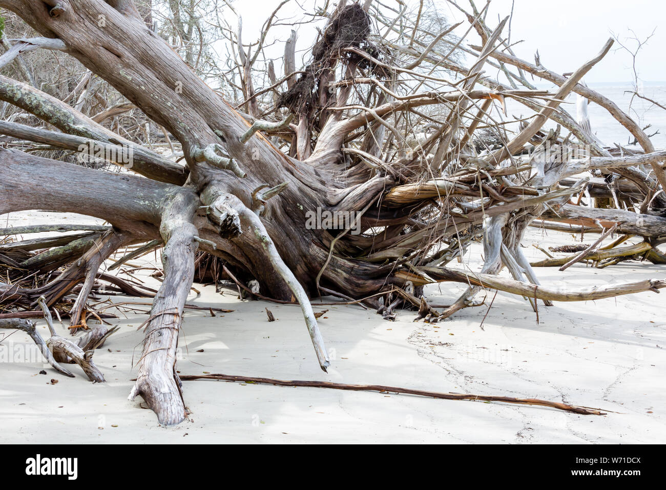 Driftwood and weathered trees on Jekyll Island Georgia coast Stock ...