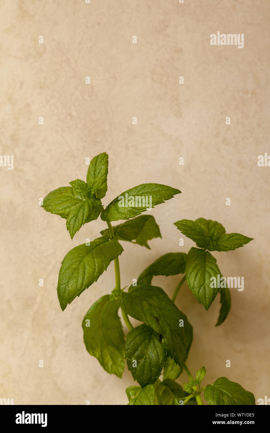 fresh mint plant with yellow background Stock Photo - Alamy
