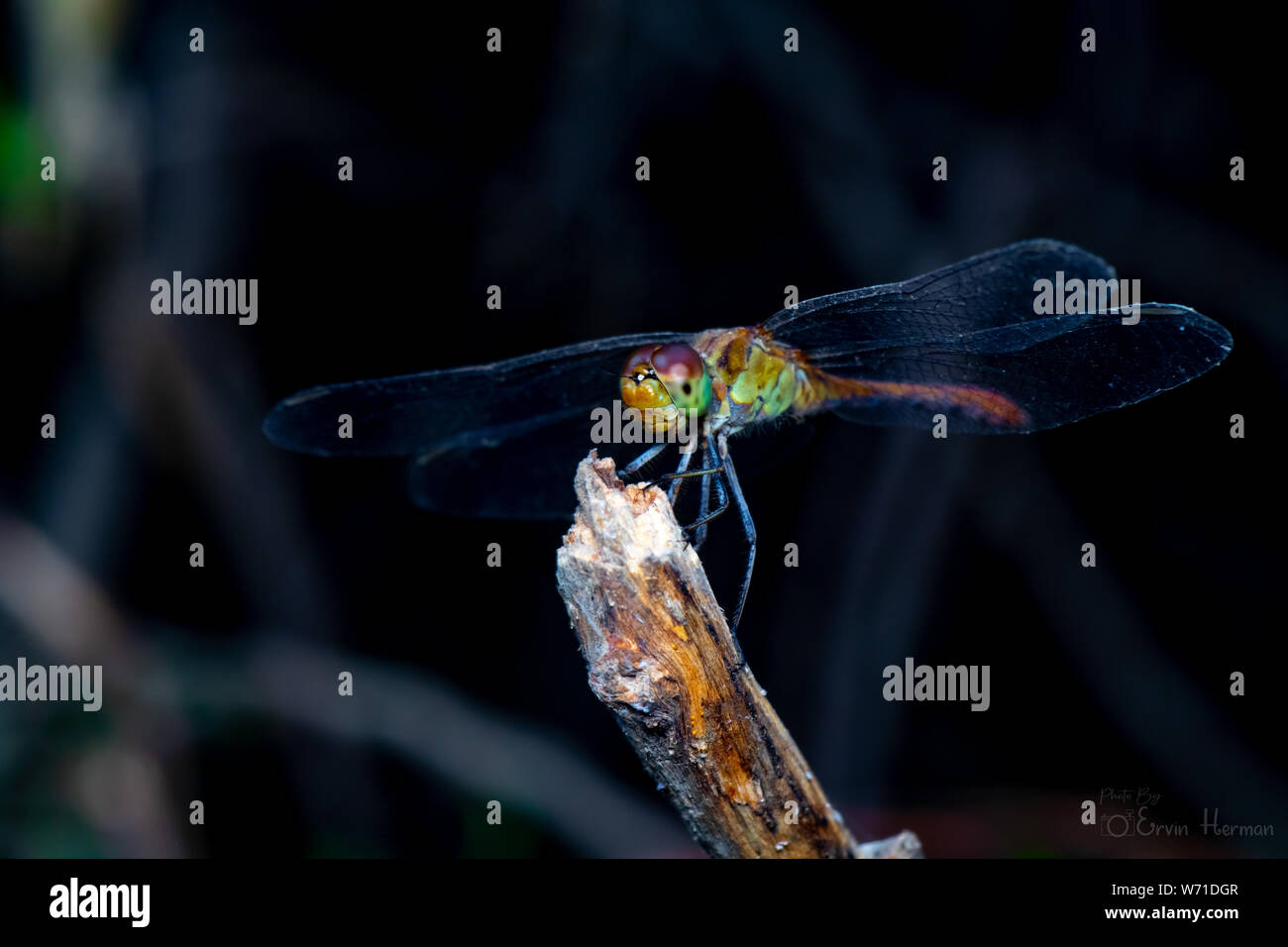 beautiful macro photo of a colorful dragonfly photo was taken in a ...