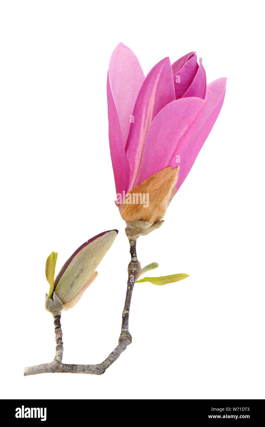 magnolia flower isolated on white Stock Photo - Alamy