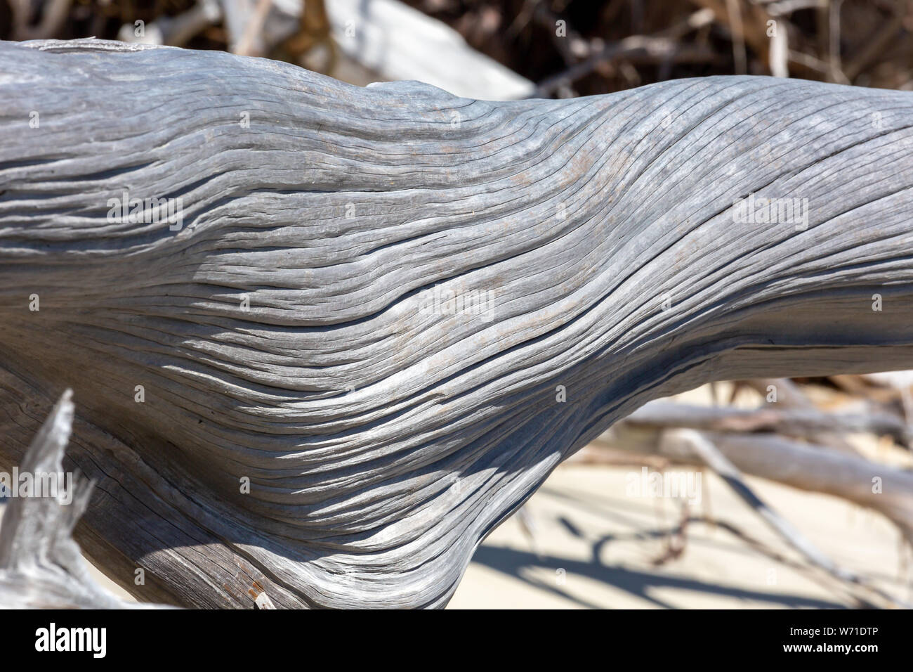 Driftwood and weathered trees on Jekyll Island Georgia coast Stock ...