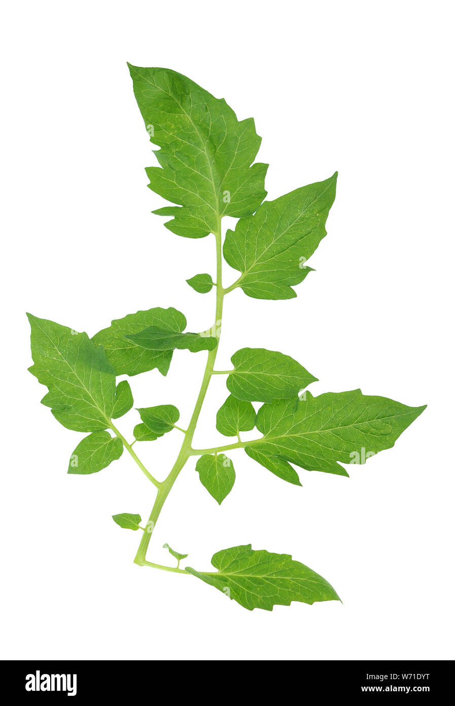 tomato leaf isolated on white Stock Photo - Alamy