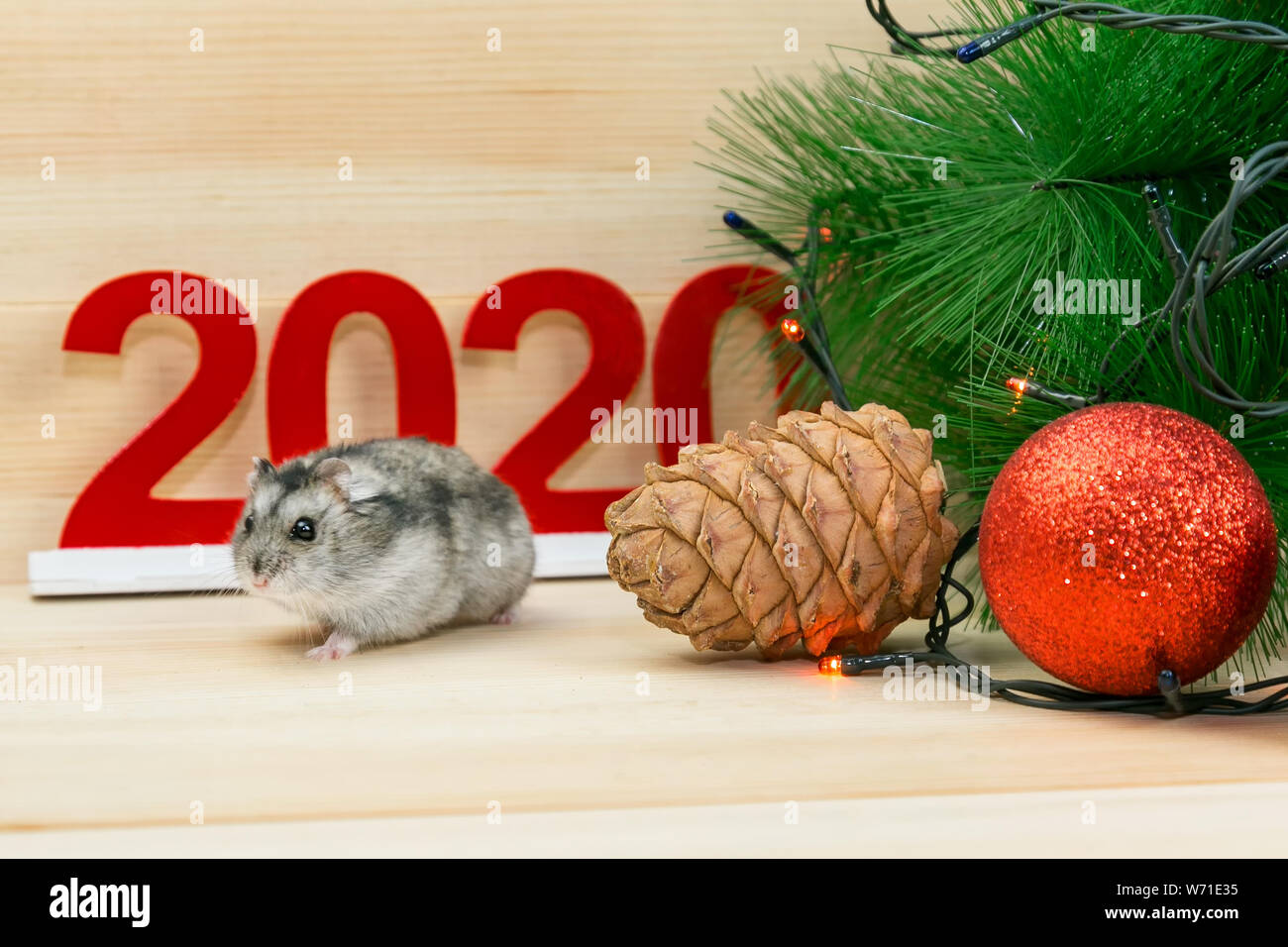 A gray mouse hamster runs around a Christmas tree branch and numbers ...