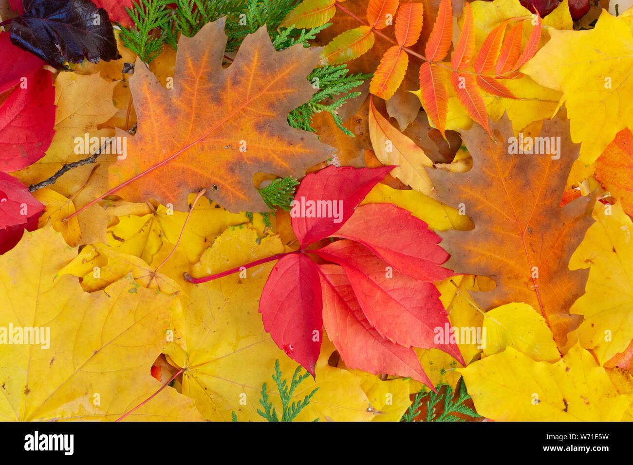 Natural fall leaves background Stock Photo - Alamy
