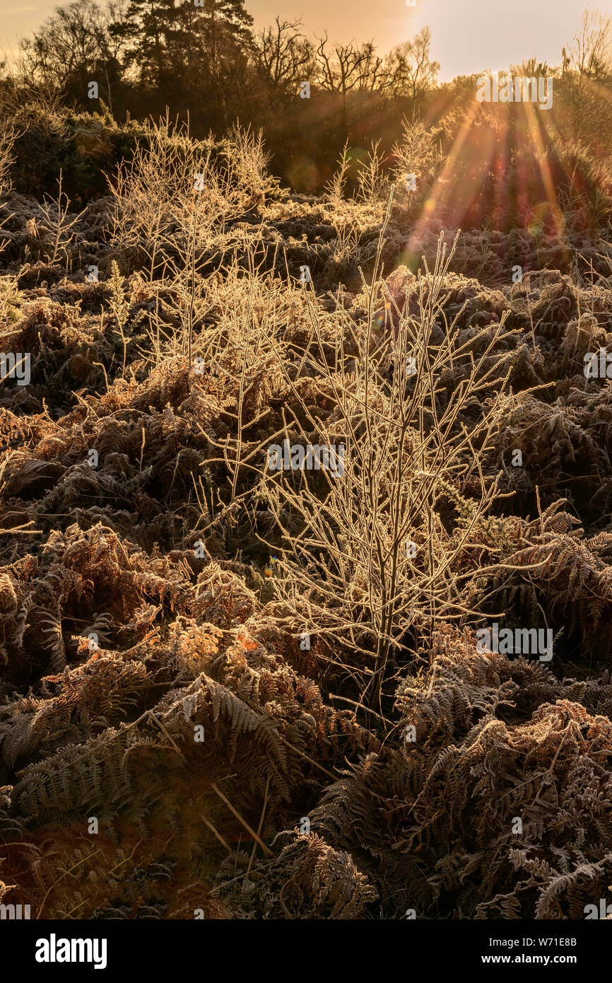 Sunlight frozen winterland in national park, uk Stock Photo - Alamy