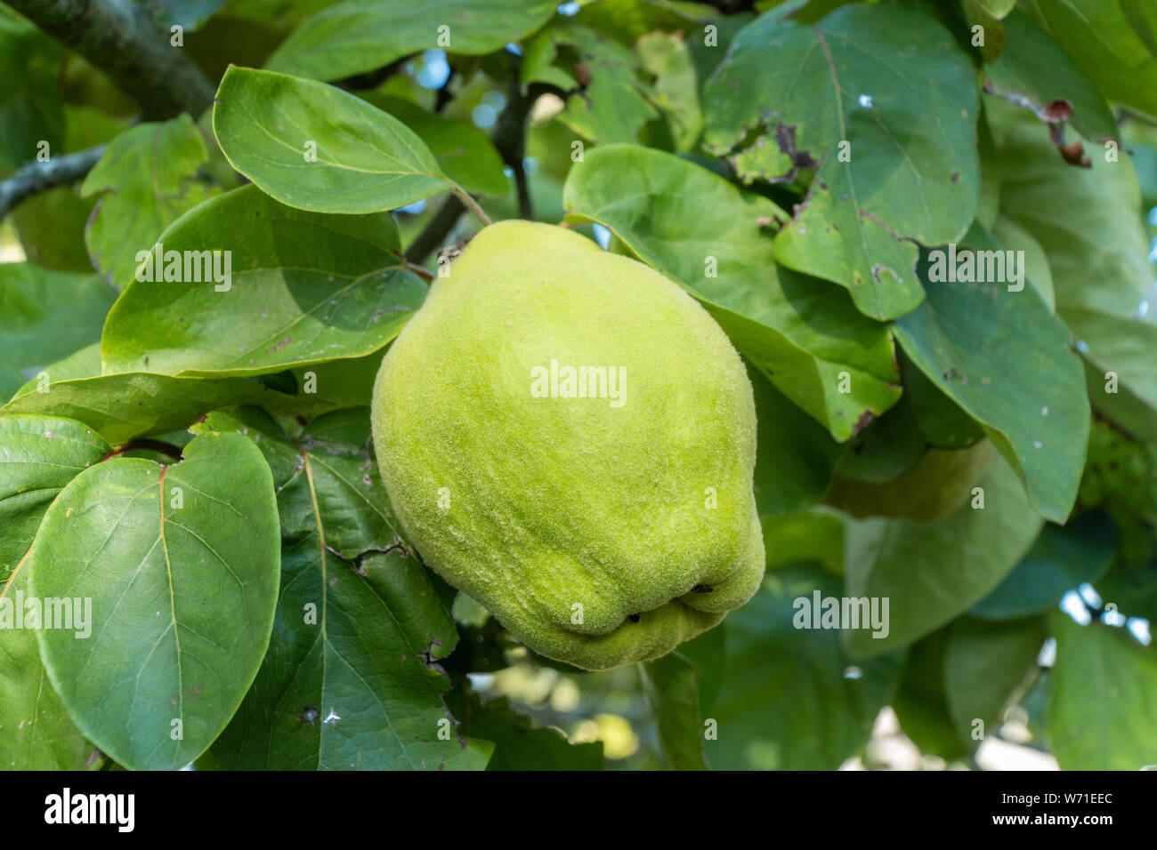 Fruit tree quince fruit hi-res stock photography and images - Alamy
