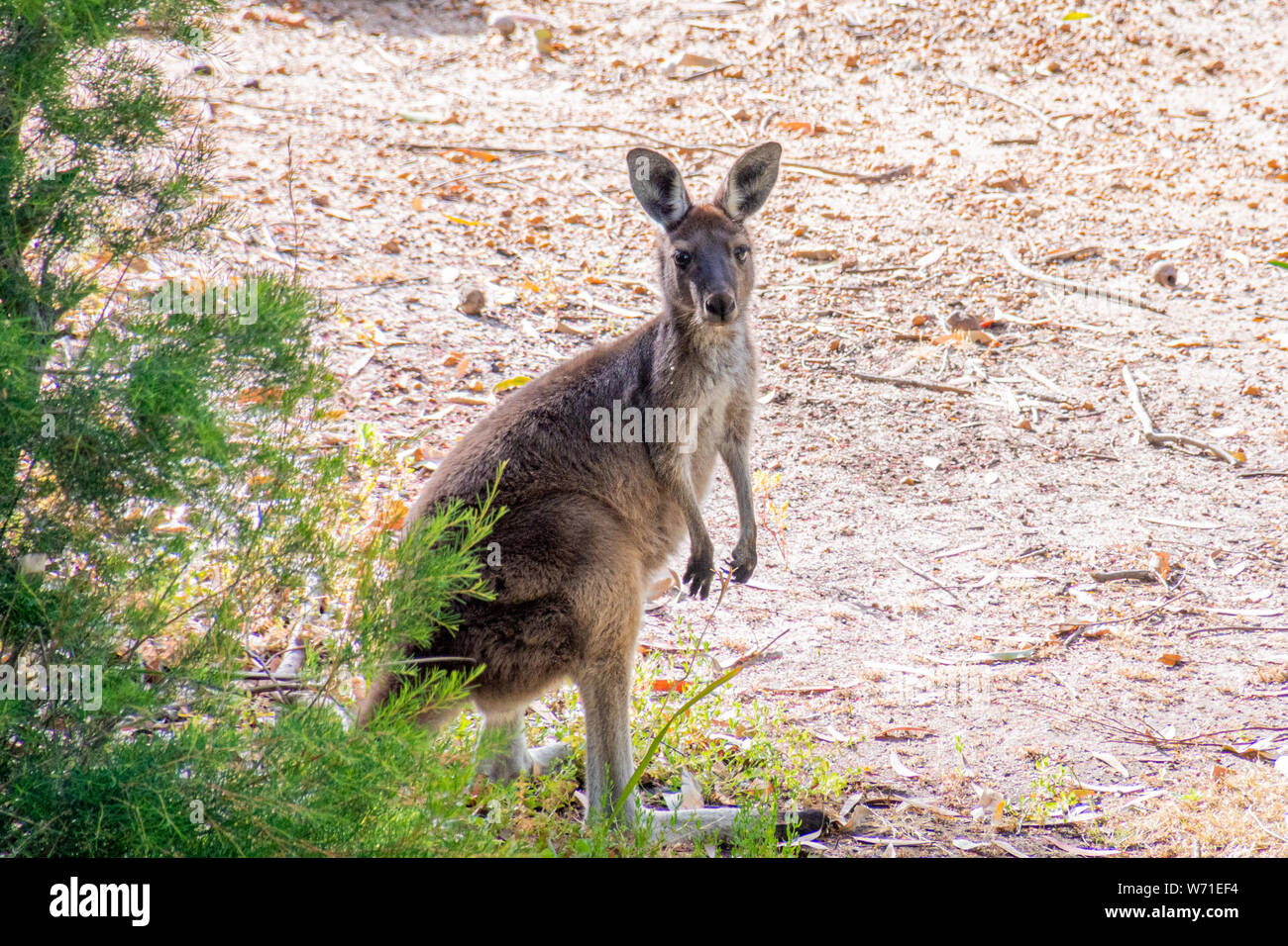 Avon valley national park hi-res stock photography and images - Alamy