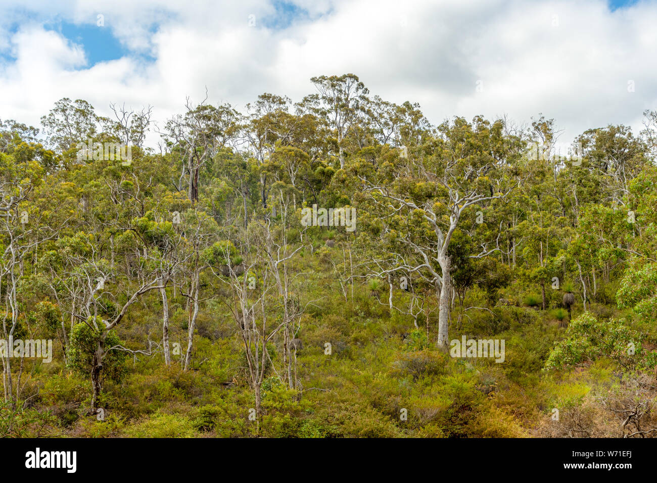 Avon Valley National Park old Australian forrest close to Perth West ...