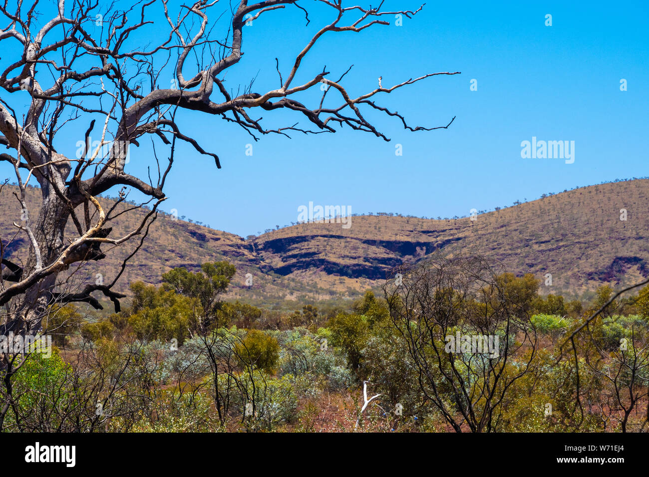 Dry tree in front of bush landscape and hills at Karijini National Park ...