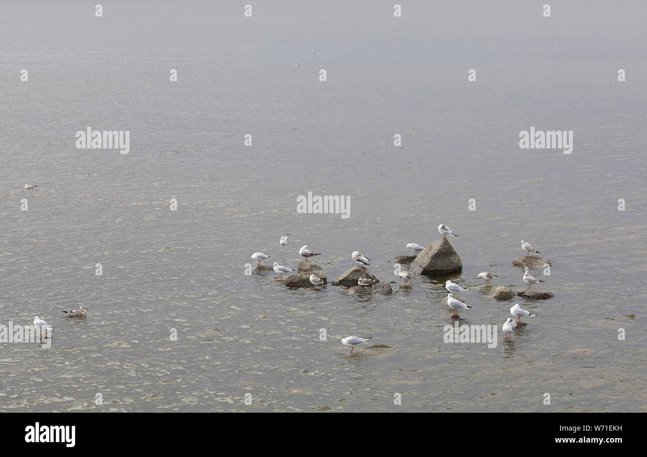 many seagulls on the sea Stock Photo - Alamy