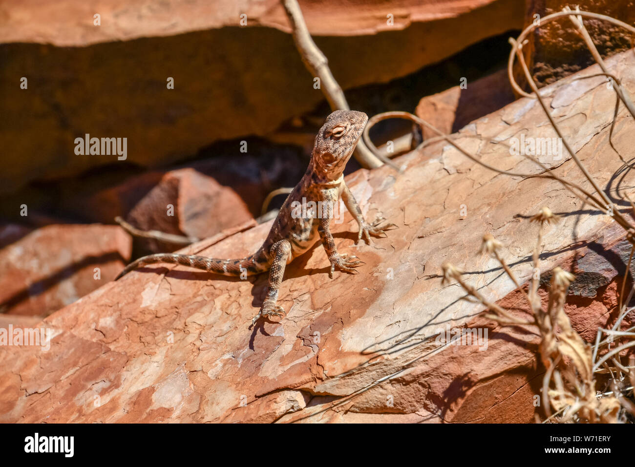 Lizard sitting on hot stone at Karijini National Park Australia Stock ...