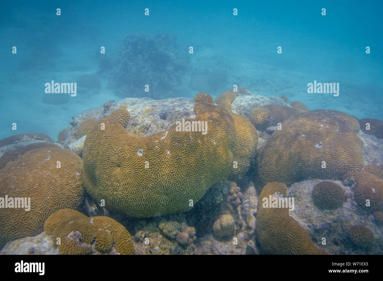 Ningaloo reef corals at marine life at Coral Bay in Western Australia ...