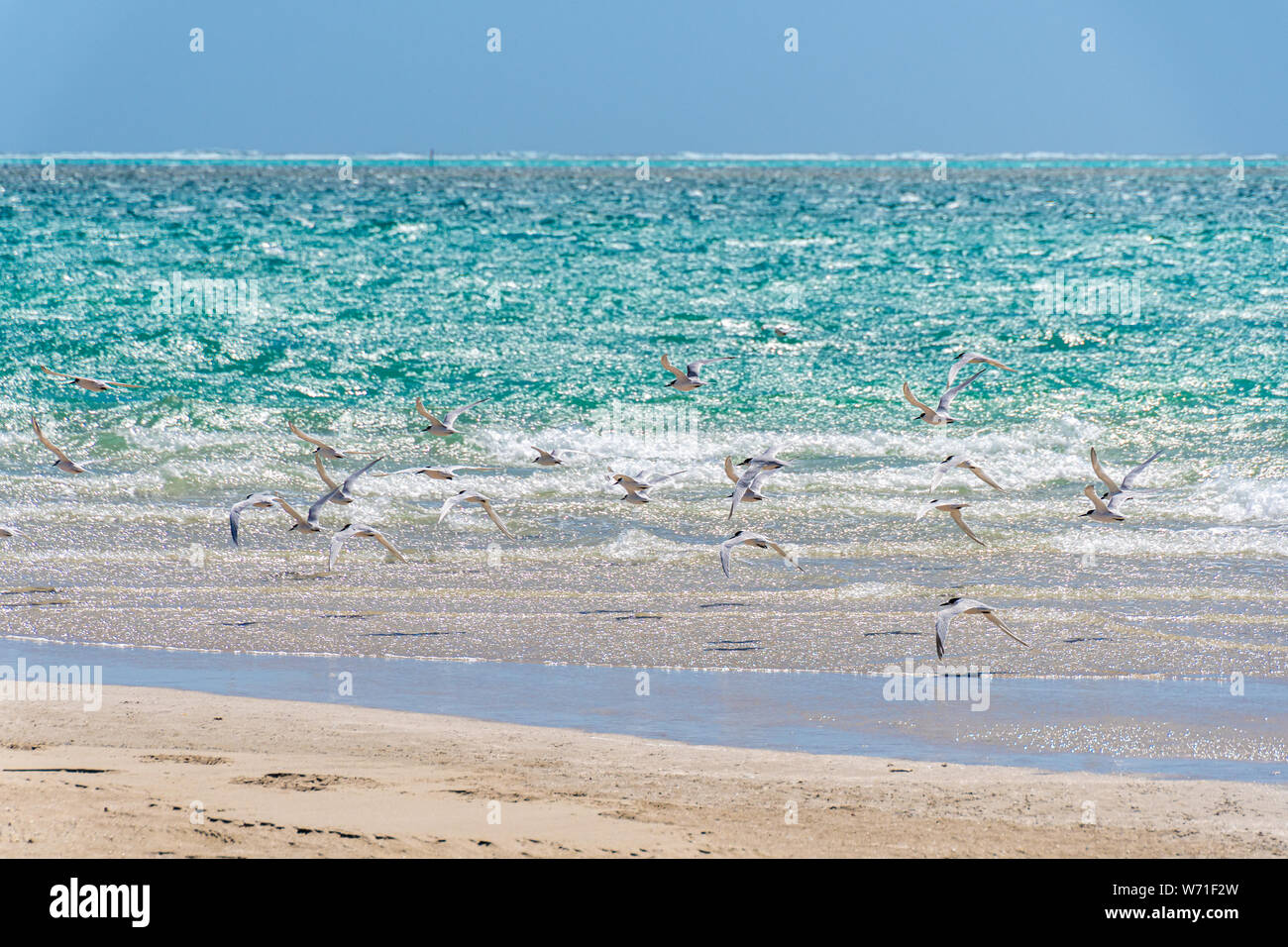 Seagull swarm at beach of Coral Bay in front of the turquoise Indian ...