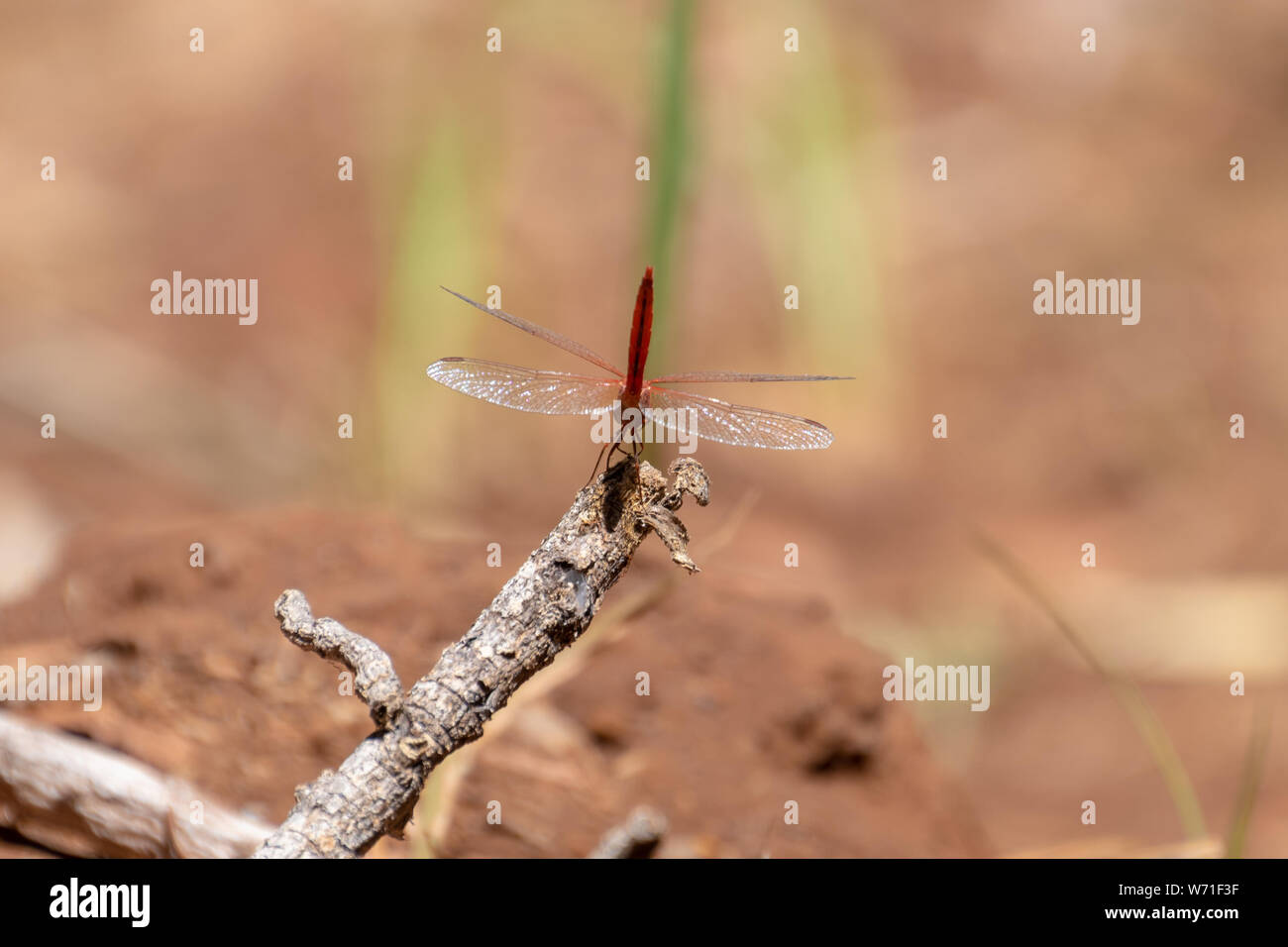 Butterfly gorge hi-res stock photography and images - Alamy