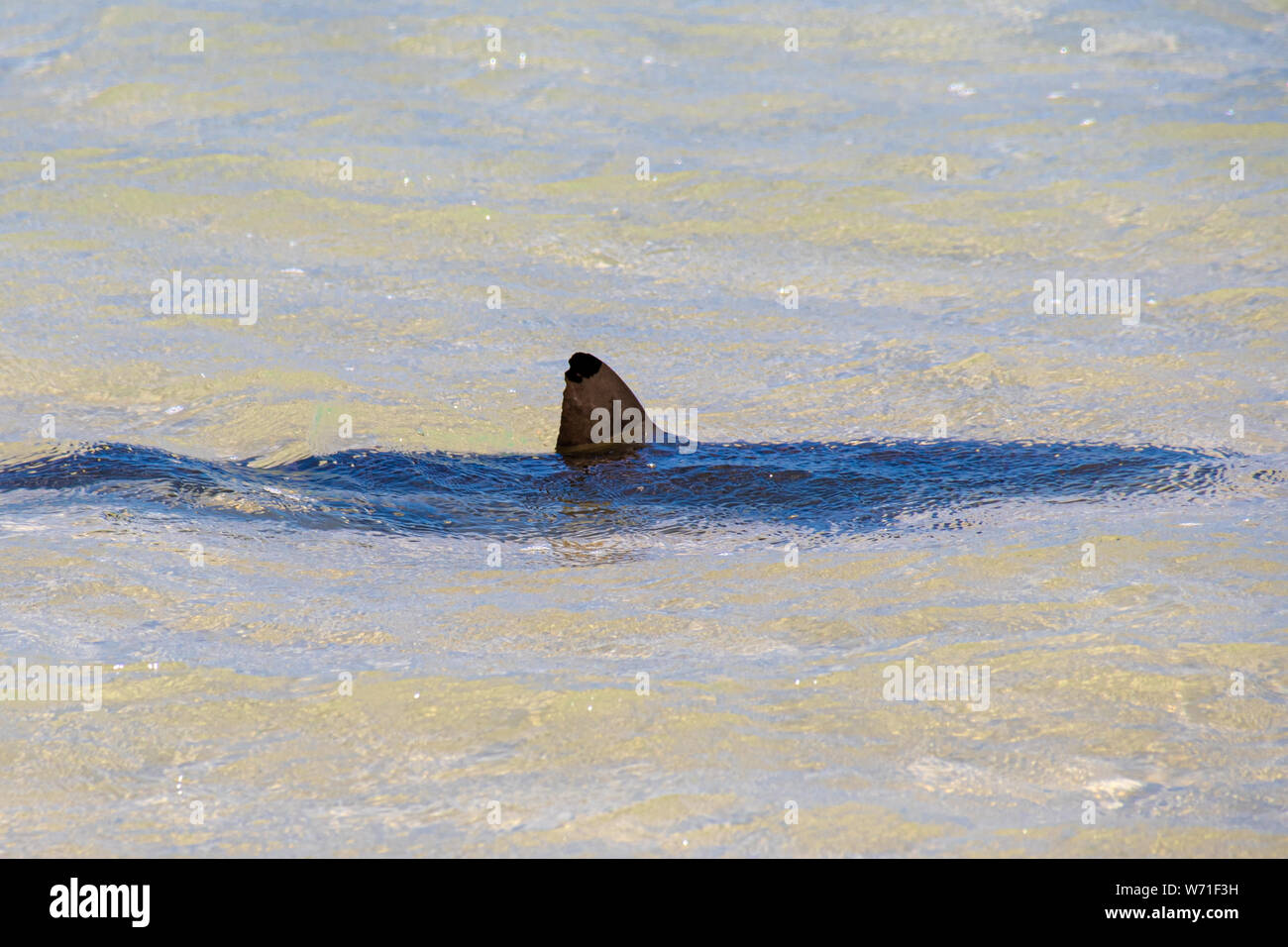 Shark fin of big reef shark breading at the Ningaloo reef at Coral Bay ...