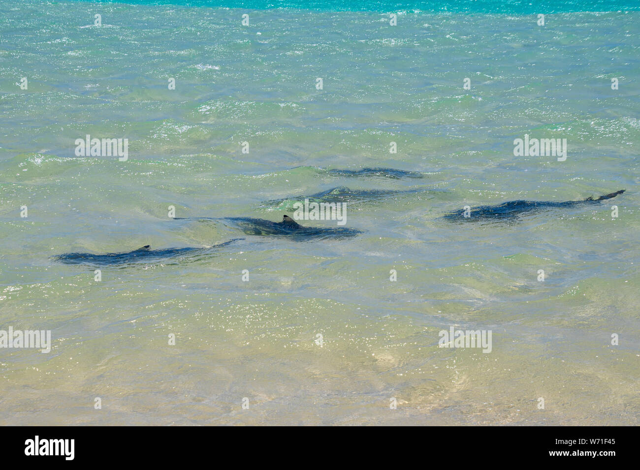 Swarm of reef shark raising their newborns at Coral Bay along the ...