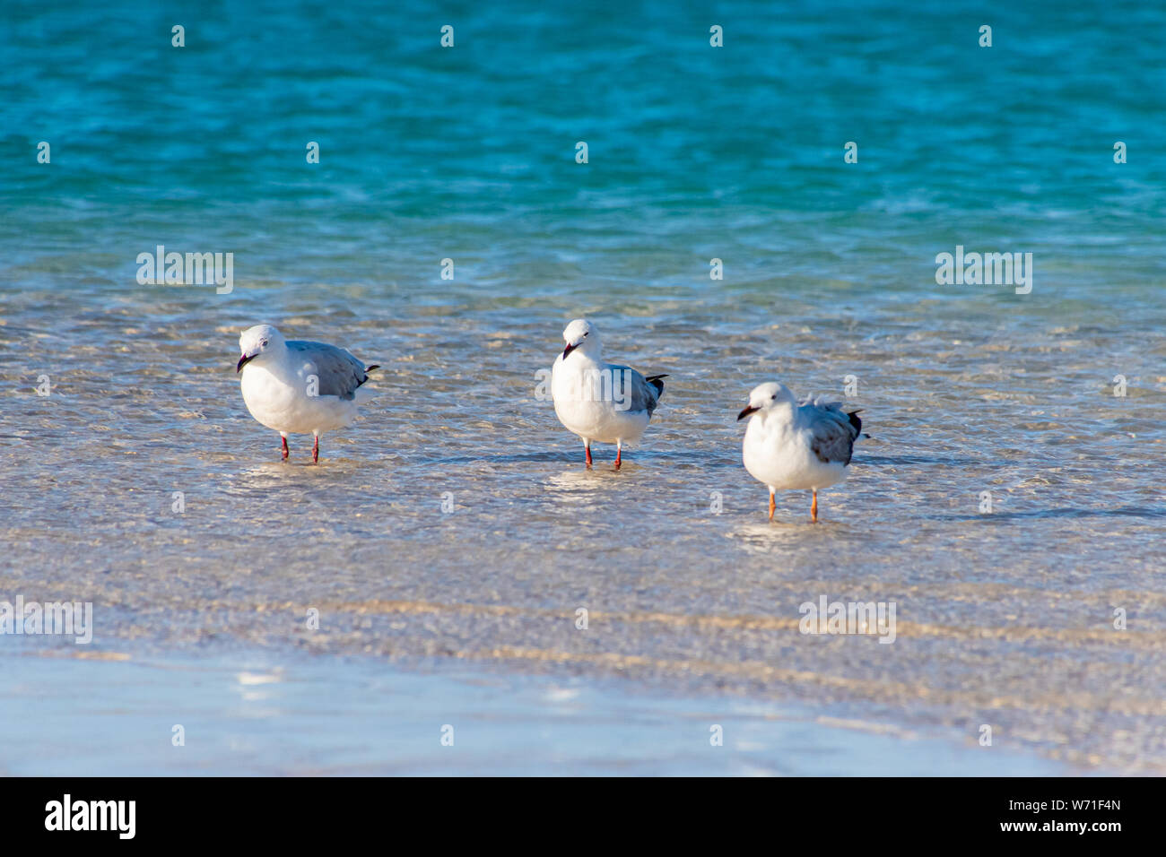 Three seagulls standing in shallow sea water at Coral Bay while sunset ...