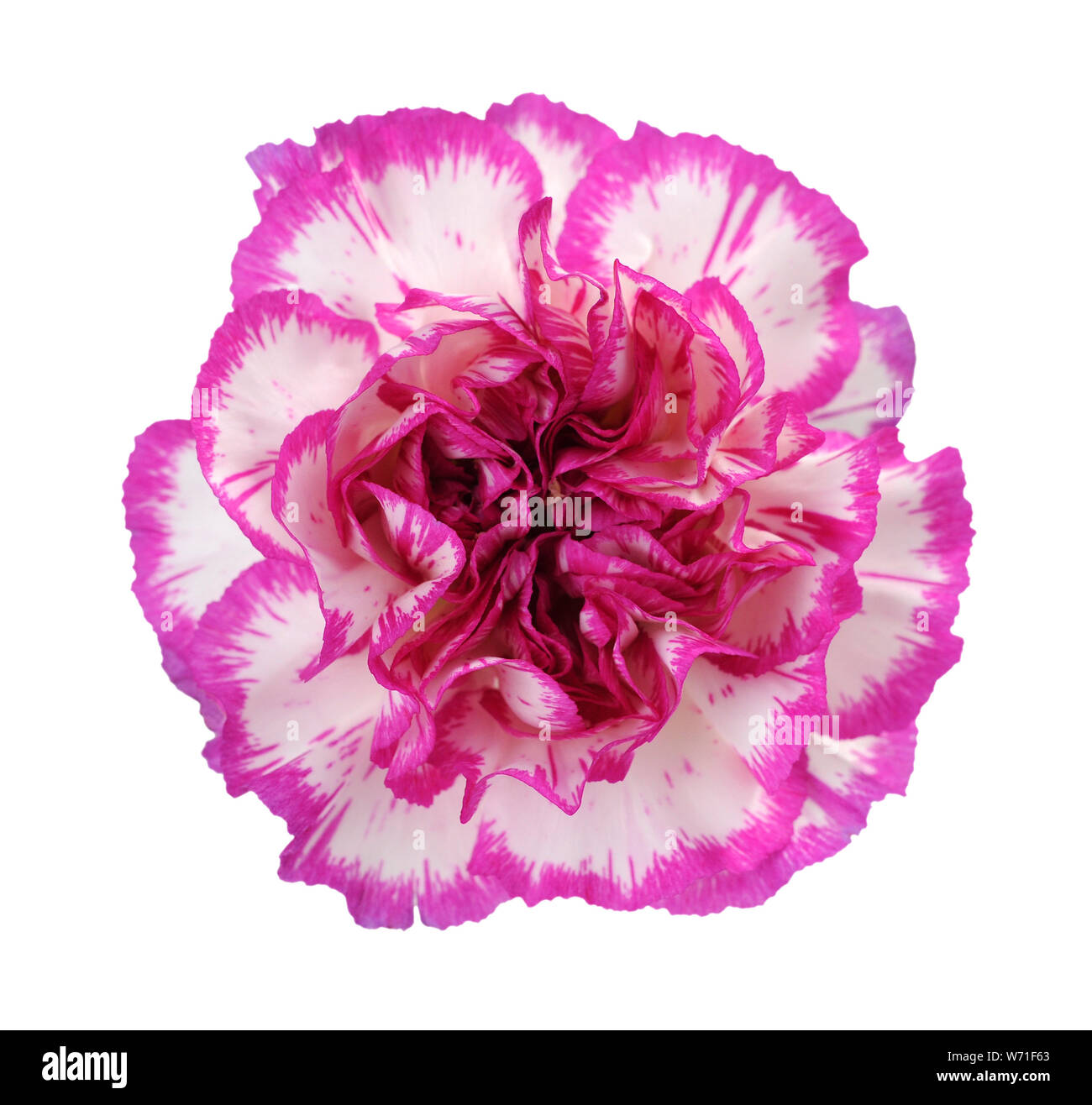 an two tone pink and white carnation isolated on white background Stock ...
