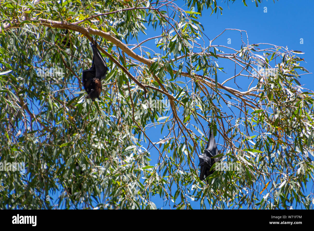 Two flying foxes megabats sleeping in eucalyptus tree at Karijini ...