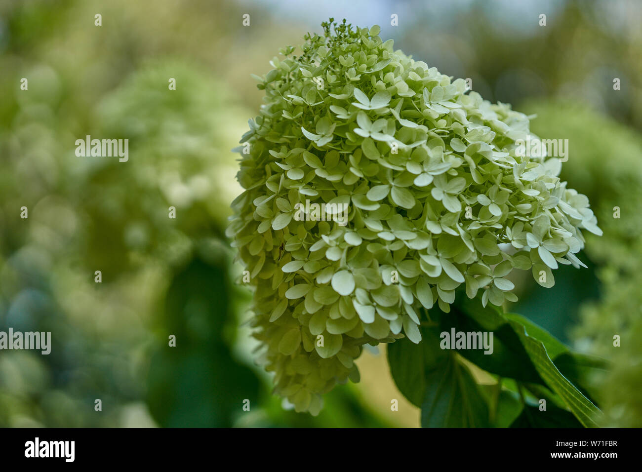 Hydrangea blossom close up Stock Photo - Alamy