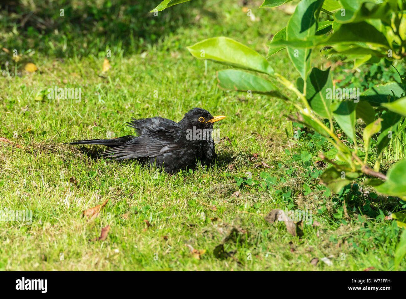 Male adult blackbird sunbathing Stock Photo - Alamy
