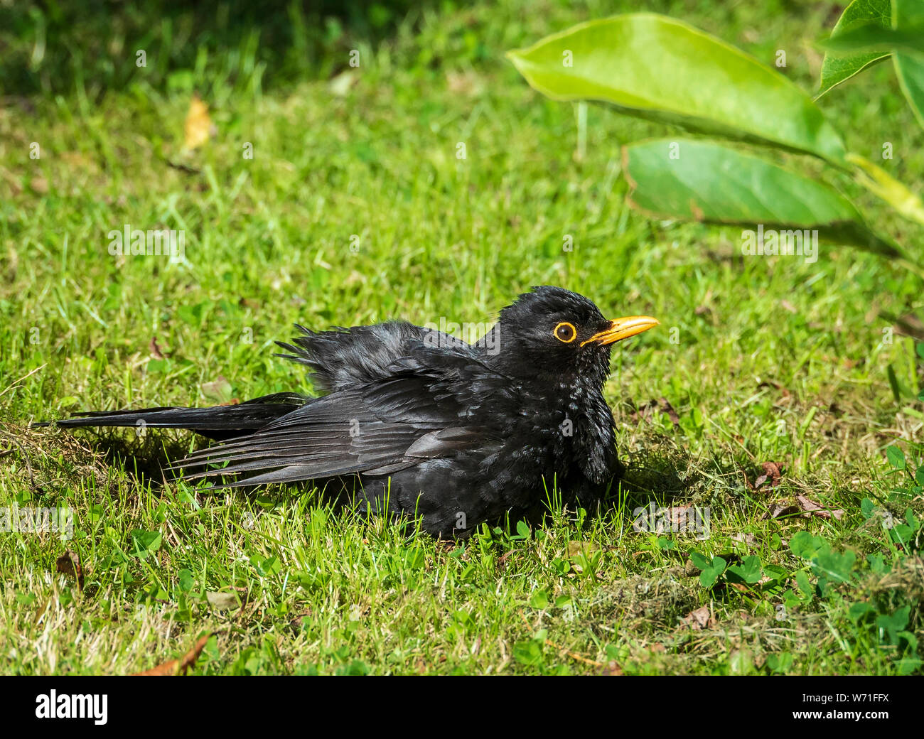 Male adult blackbird sunbathing Stock Photo - Alamy
