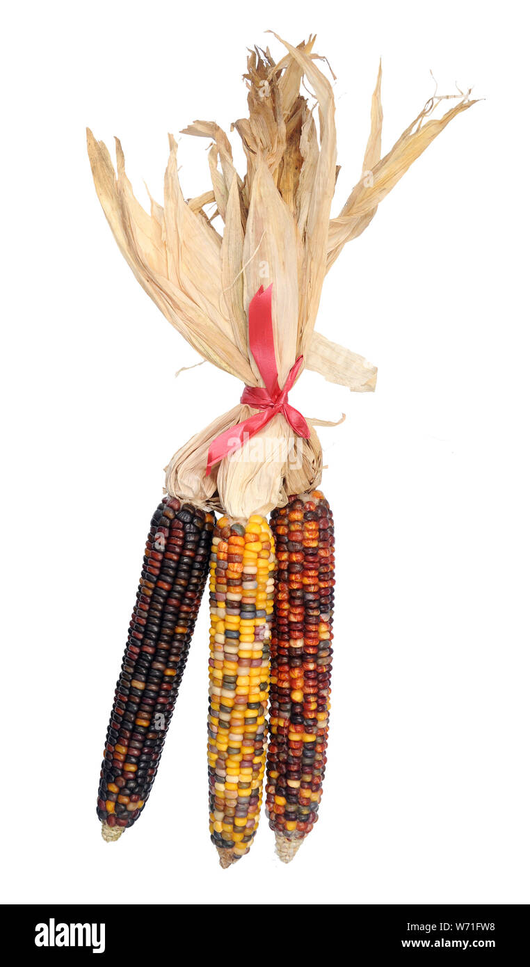 Indiana corn bunch for Thanksgiving and Harvest decoration Stock Photo ...