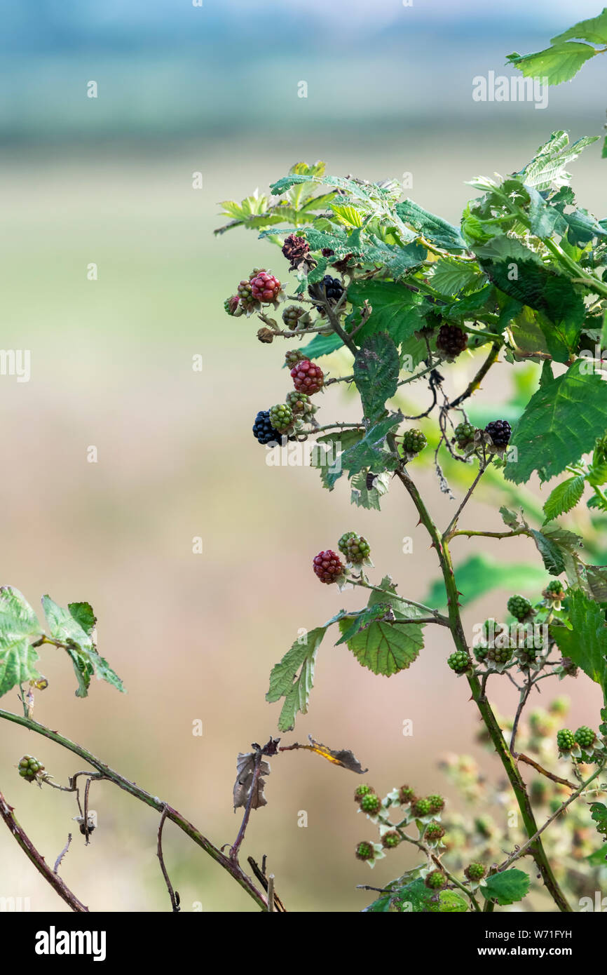 Prickly bramble plant hi-res stock photography and images - Alamy