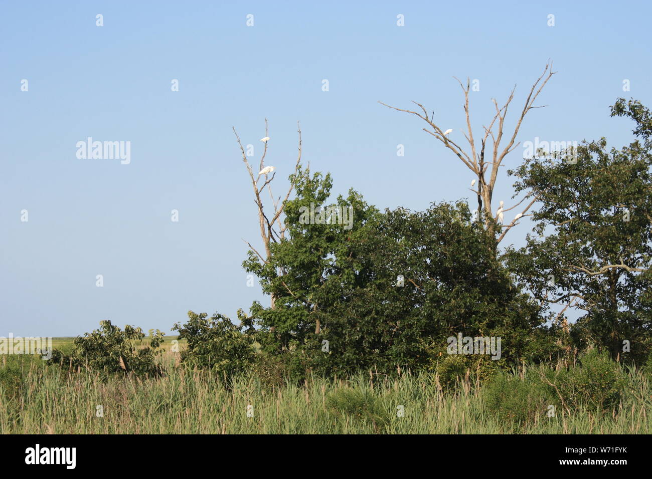 Birds Bombay hook wildlife refuge Stock Photo - Alamy