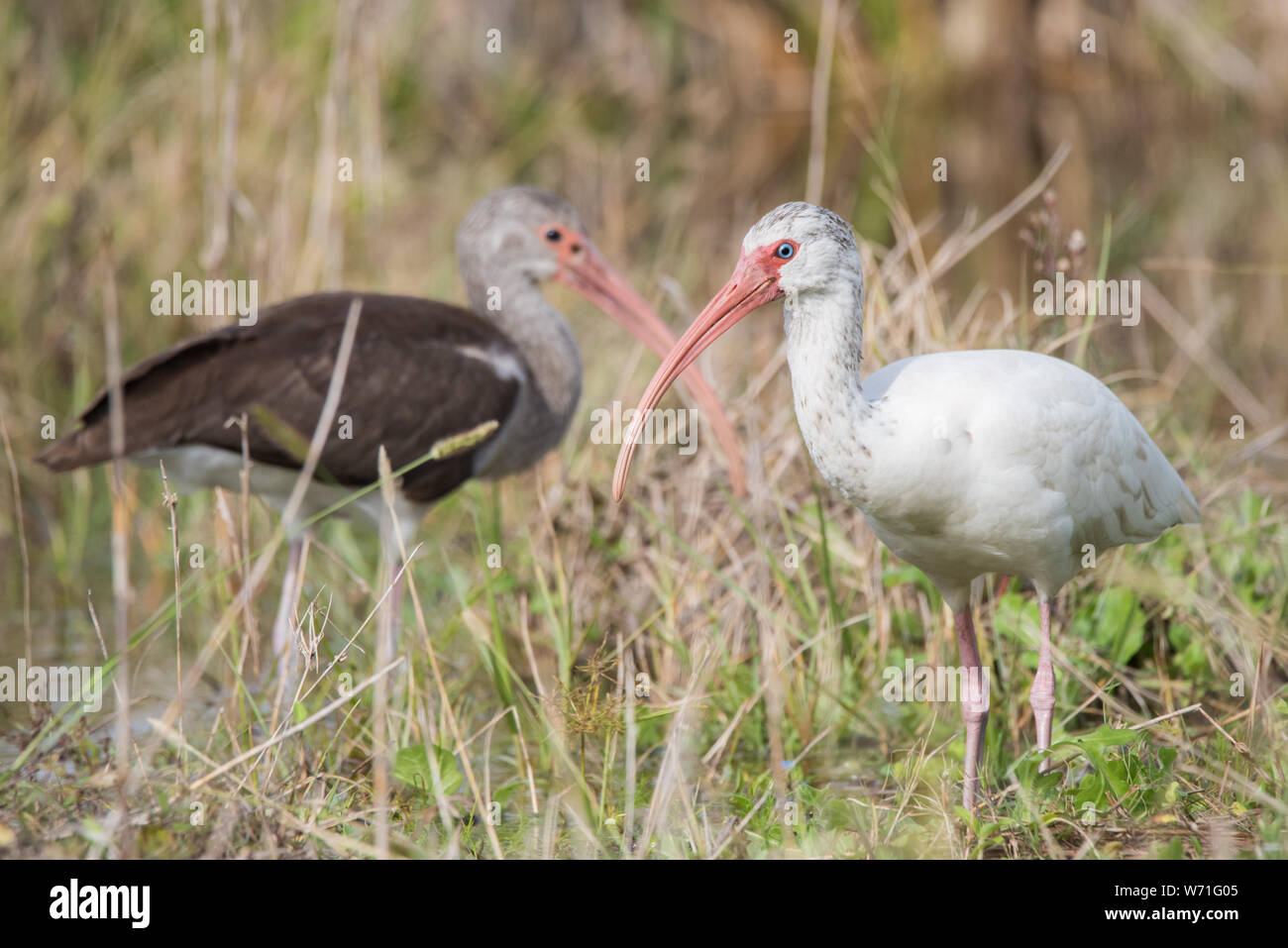 Two Juvenile American White Ibis In Shingle Creek Regional Park Near