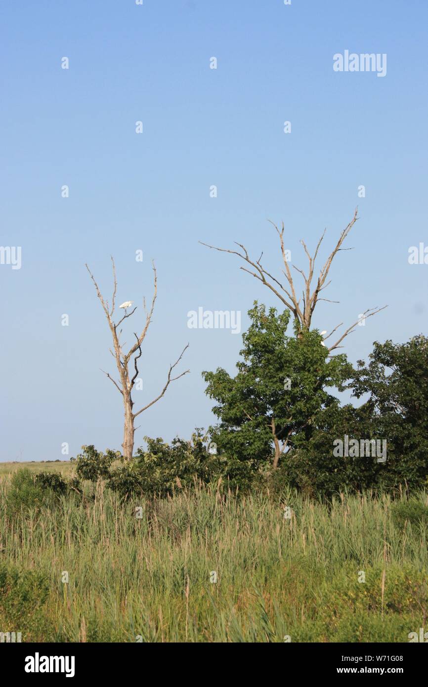 Birds Bombay hook wildlife refuge Stock Photo - Alamy